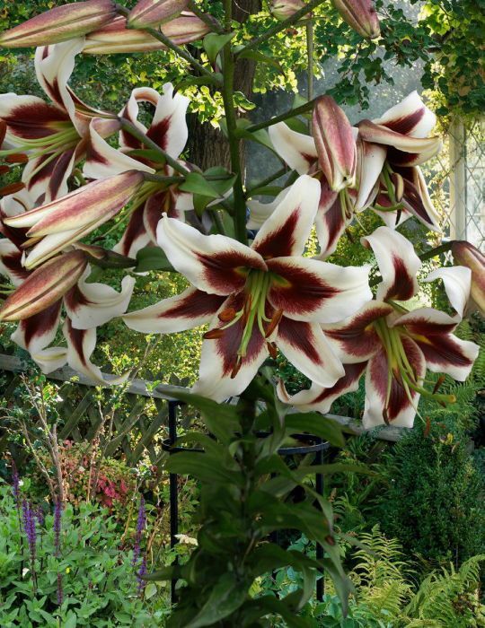 BEVERLY DREAMS TREE LILY FLOWER BULBS HARDY 4-8 FT. TALL GIANT FRAGRANT BLOOMS!! | eBay