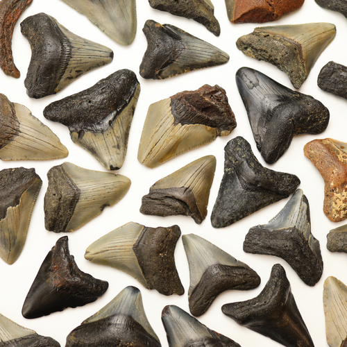 Megalodon Tooth With Display Case | eBay