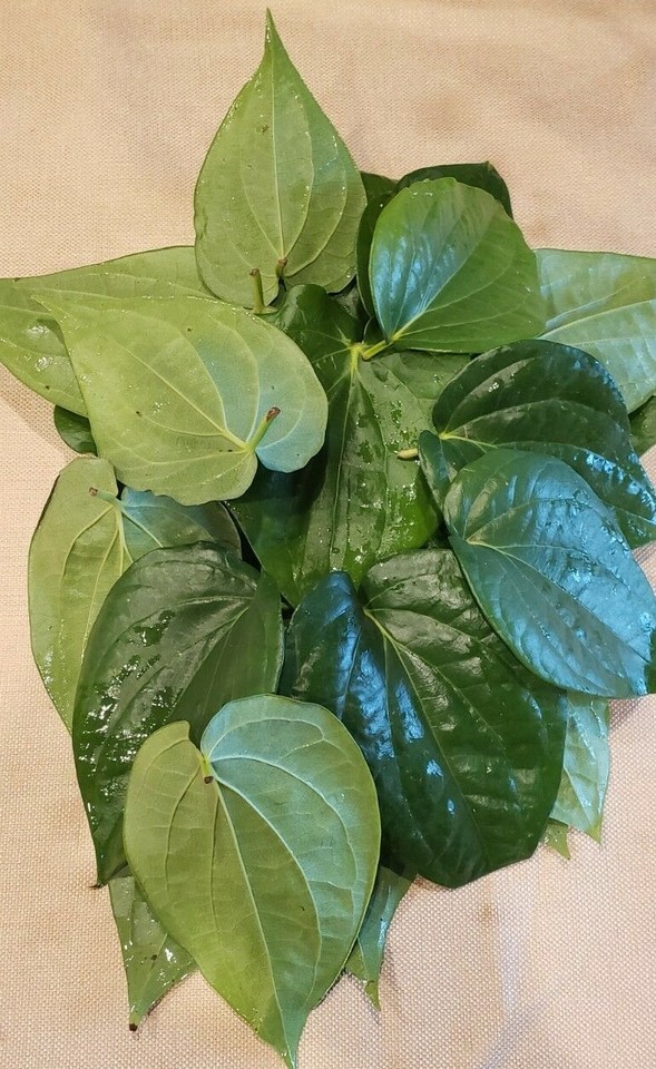 Fresh Organic Betel Leaf (Paan patha) - 110 Leaves - Free Shipping from ...