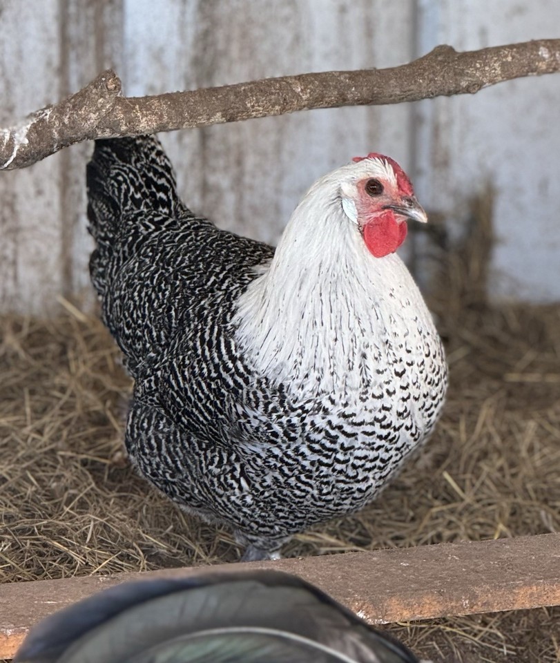 6+ SUPER RARE Silver Deathlayer Chicken fertile hatching eggs | eBay