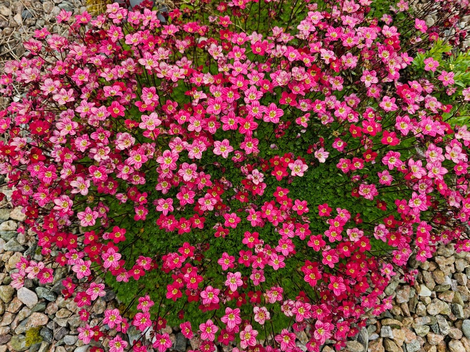 SAXIFRAGE ROSE - Saxifraga arendsii - Rockery Alpine perennial 100 ...