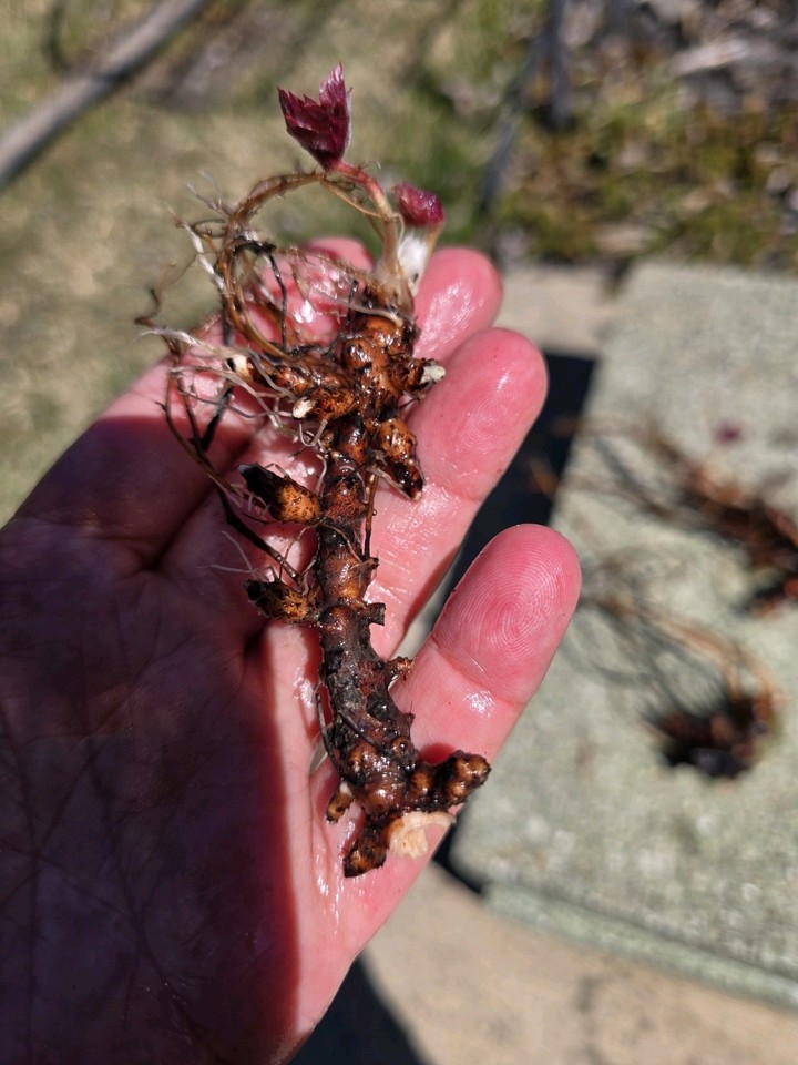 10 Cranesbill Wild Geranium Bare Roots Wildflower | eBay