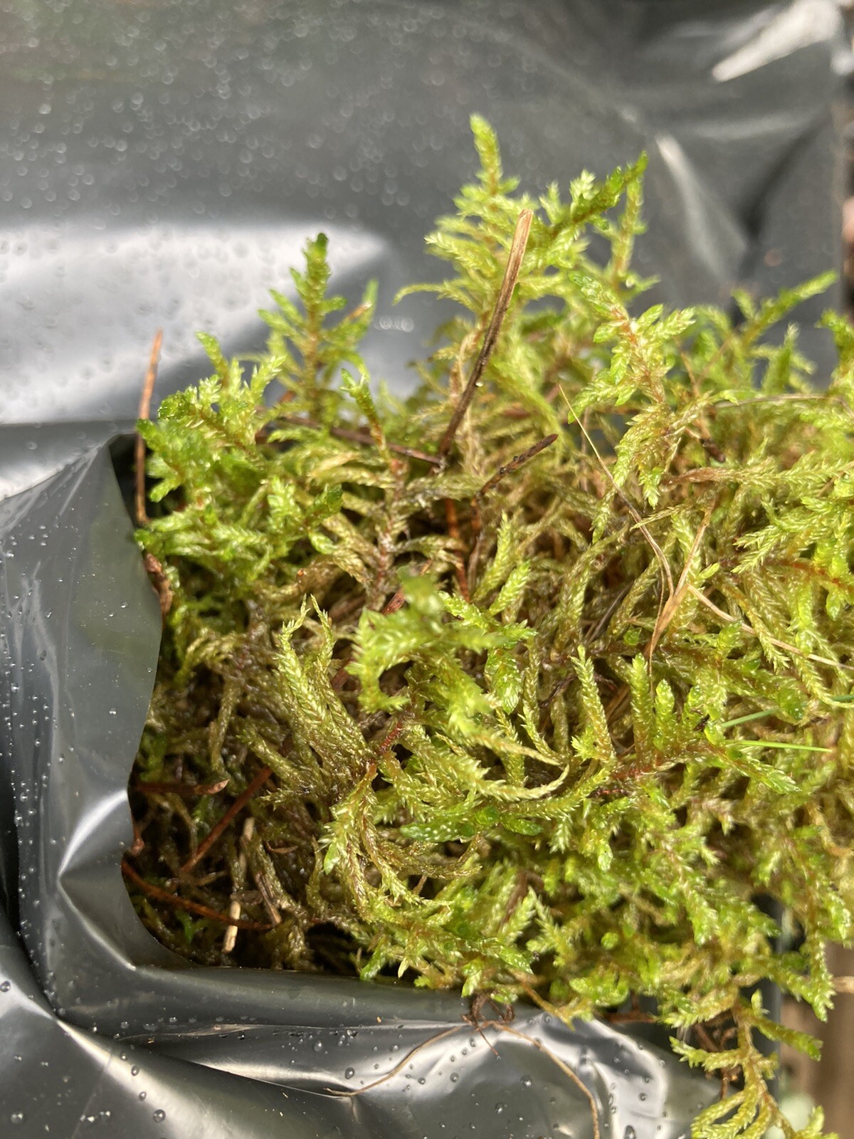 Bag of Moss (Approx 2 KG) for Making Christmas Wreaths (Free UK Postage ...