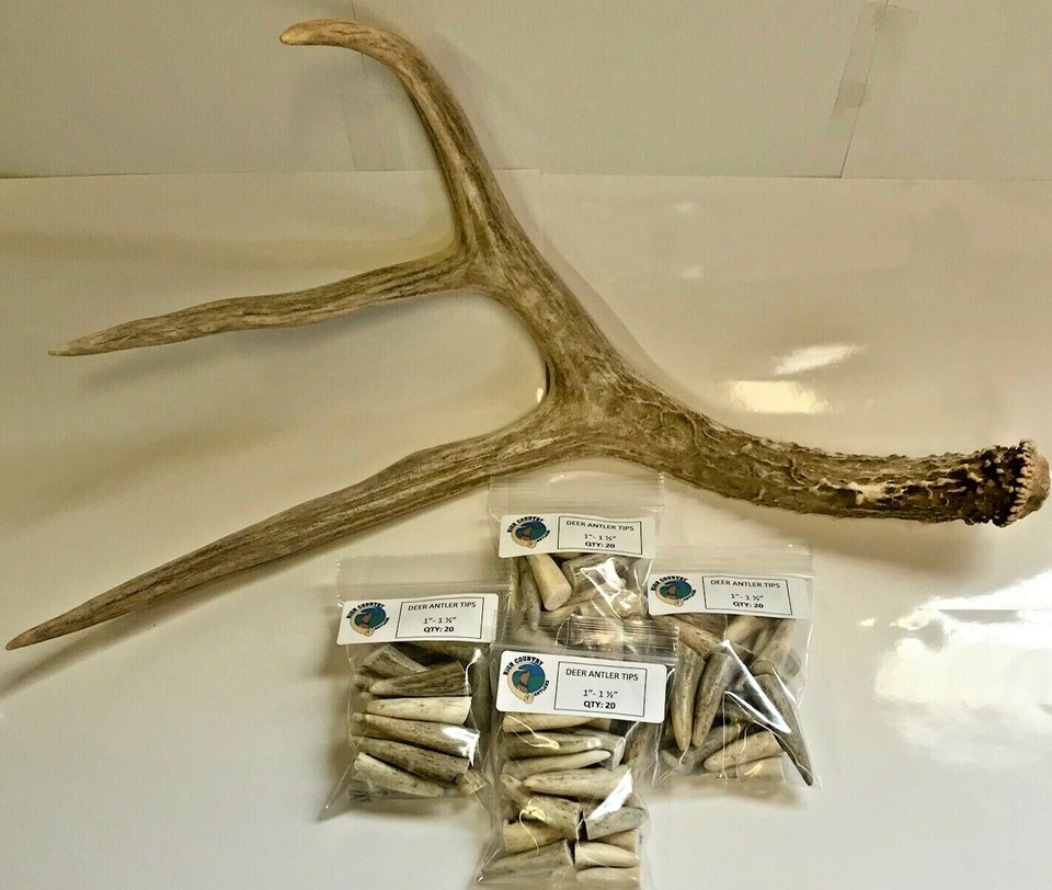 Deer/Elk Antler Tips -Pack of (20) 1"- 1.5" Clean Toggles-perfect for ...