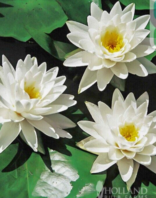White Bonsai LOTUS, Pre Germinated, 3 Gift Boxed Sprouted Bowl Flowers ...