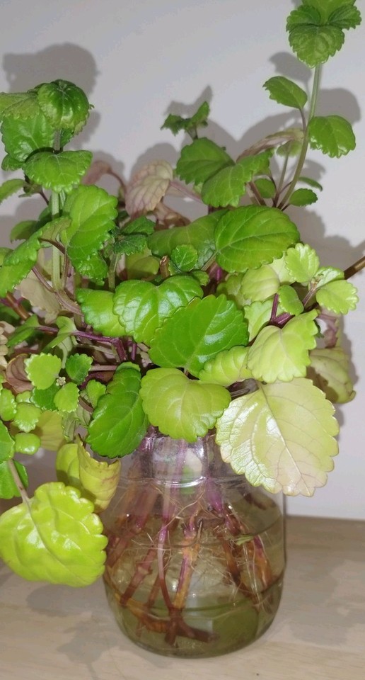 1x Swedish Ivy Rooted Cutting, Indoor Trailing Houseplant. Spanish ...