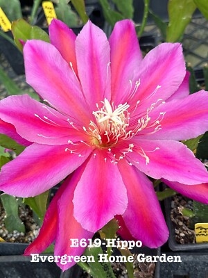 Rooted Epiphyllum Orchid Cactus “Hippo” Growing In 4” Starter pot. | eBay