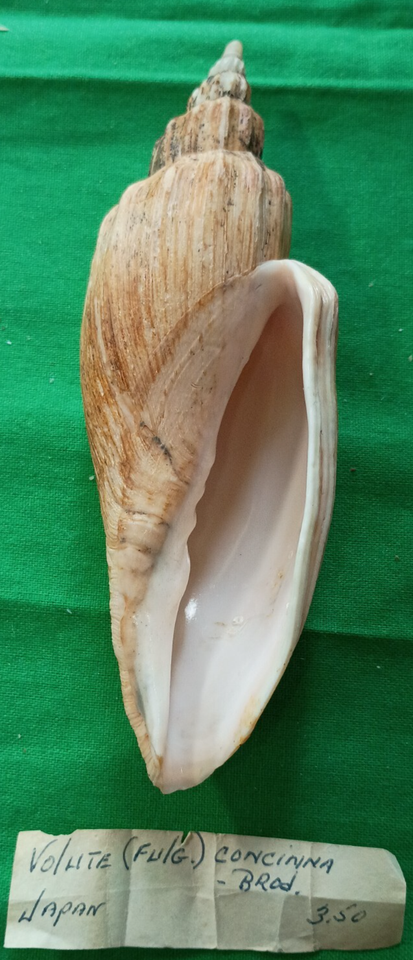 Voluta concinna=Fulgoraria (Psephaea) concinna #M0403 Japan 125mm | eBay