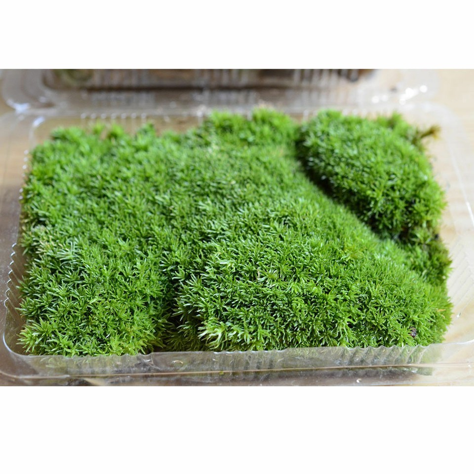 Dry Moss Micro Landscape Moss Garden Bonsai Lawn Mini Mossy Lichen Art ...