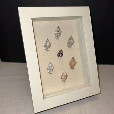 POTTERY BARN SeaShells Shadow Box Framed Real Shell Tabletop or Wall ...
