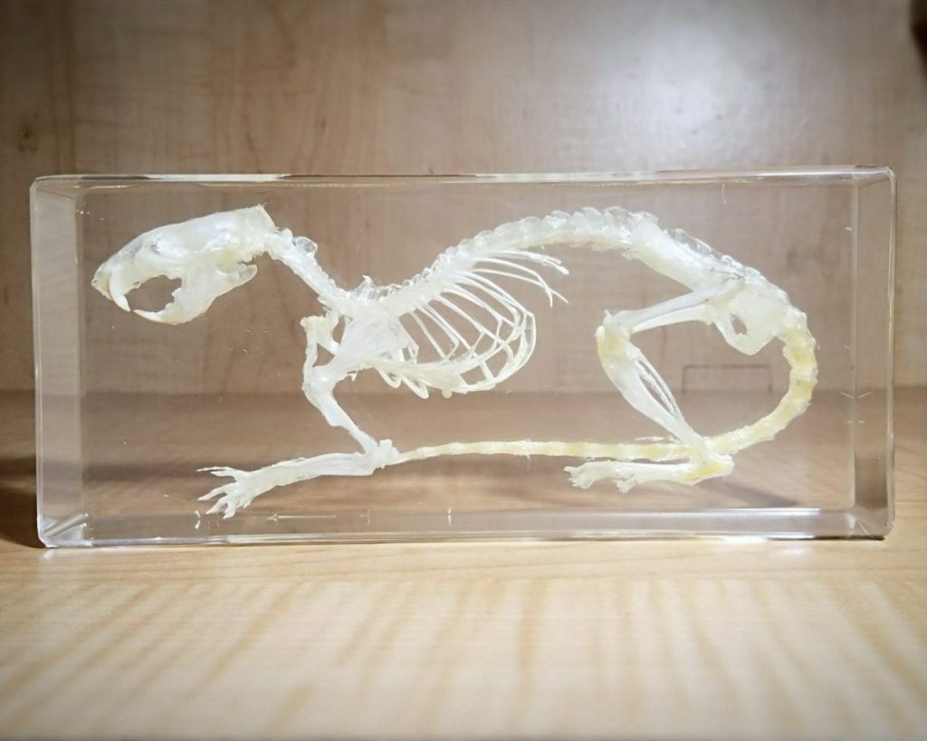 Rat Skeleton in Resin, Real Rat Skull, Lucite, Oddities, Rattus ...