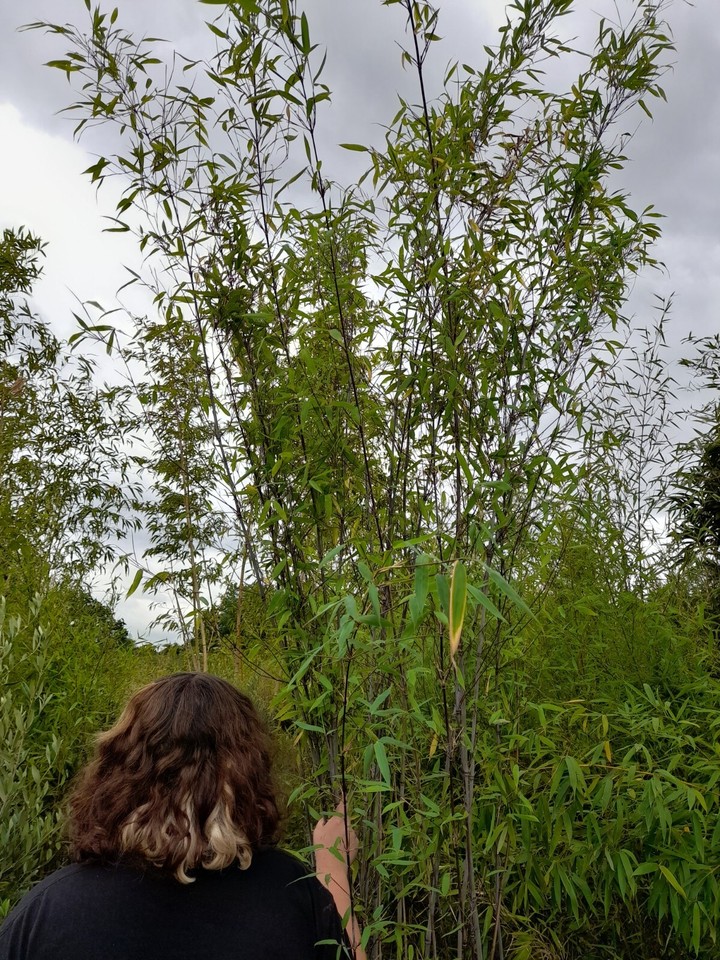 Fargesia Winter Joy Clumping Bamboo Non Invasive Jumbo Clump 5 ...