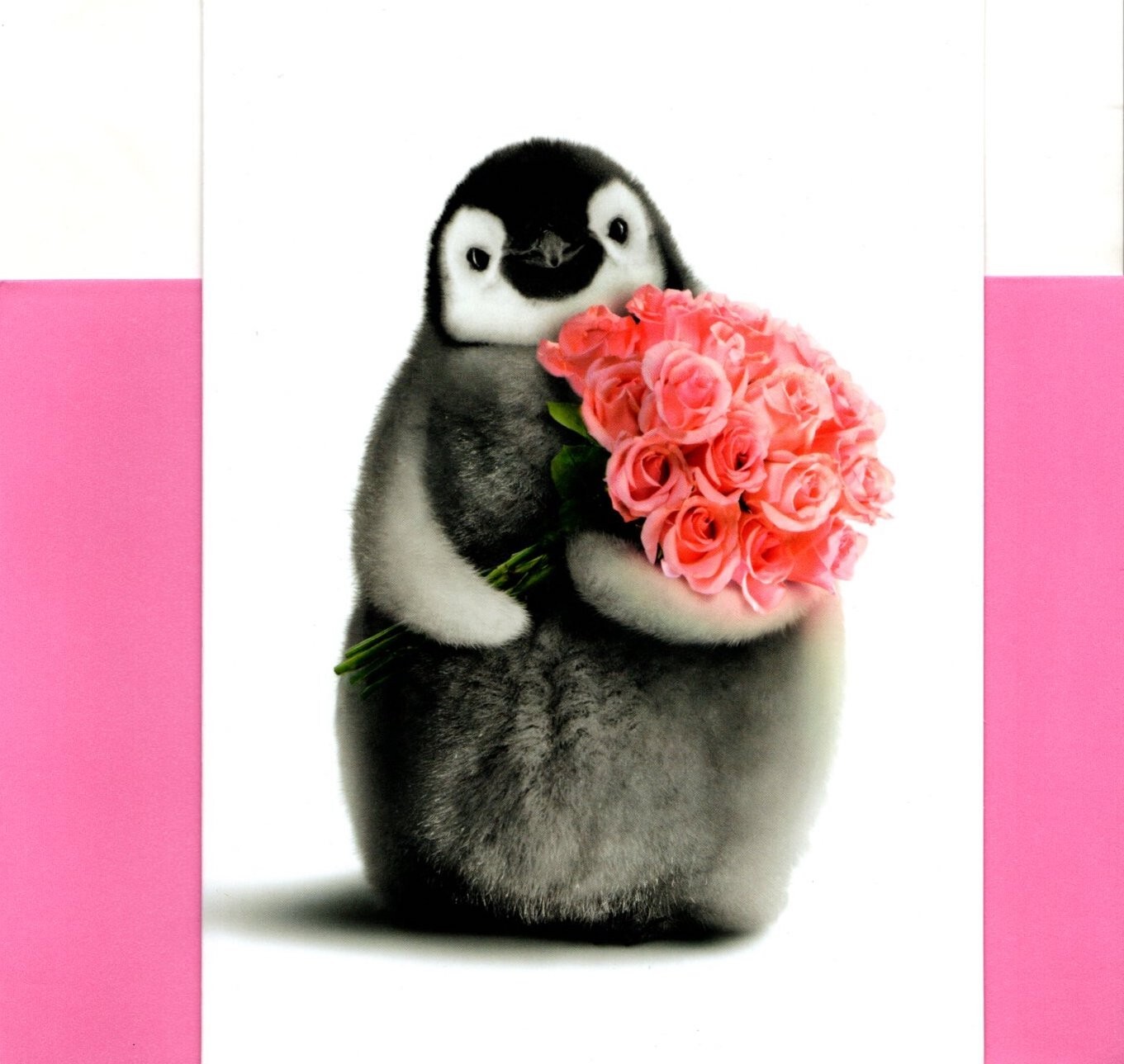 Happy Valentine's Day Penguin Pink Rose Roses Bouquet Love Bunch ...