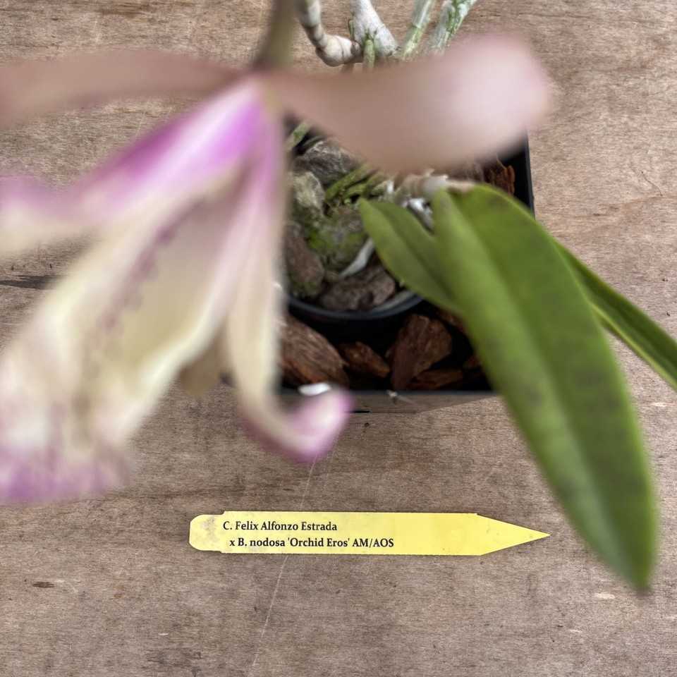 Felix Alfonso Estrada X B Nodosa ‘Orchid Eros’ AM/AOS 4”Pot * In Flower ...