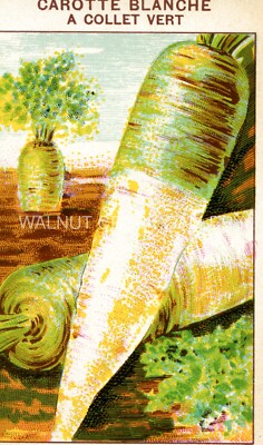 Vintage French Seed Label, White Carrots, Art Print on 11x14" 10061 | eBay