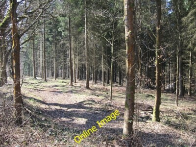 Photo 6x4 Breakneck Bank Far Forest Conifer plantation, Wyre Forest ...