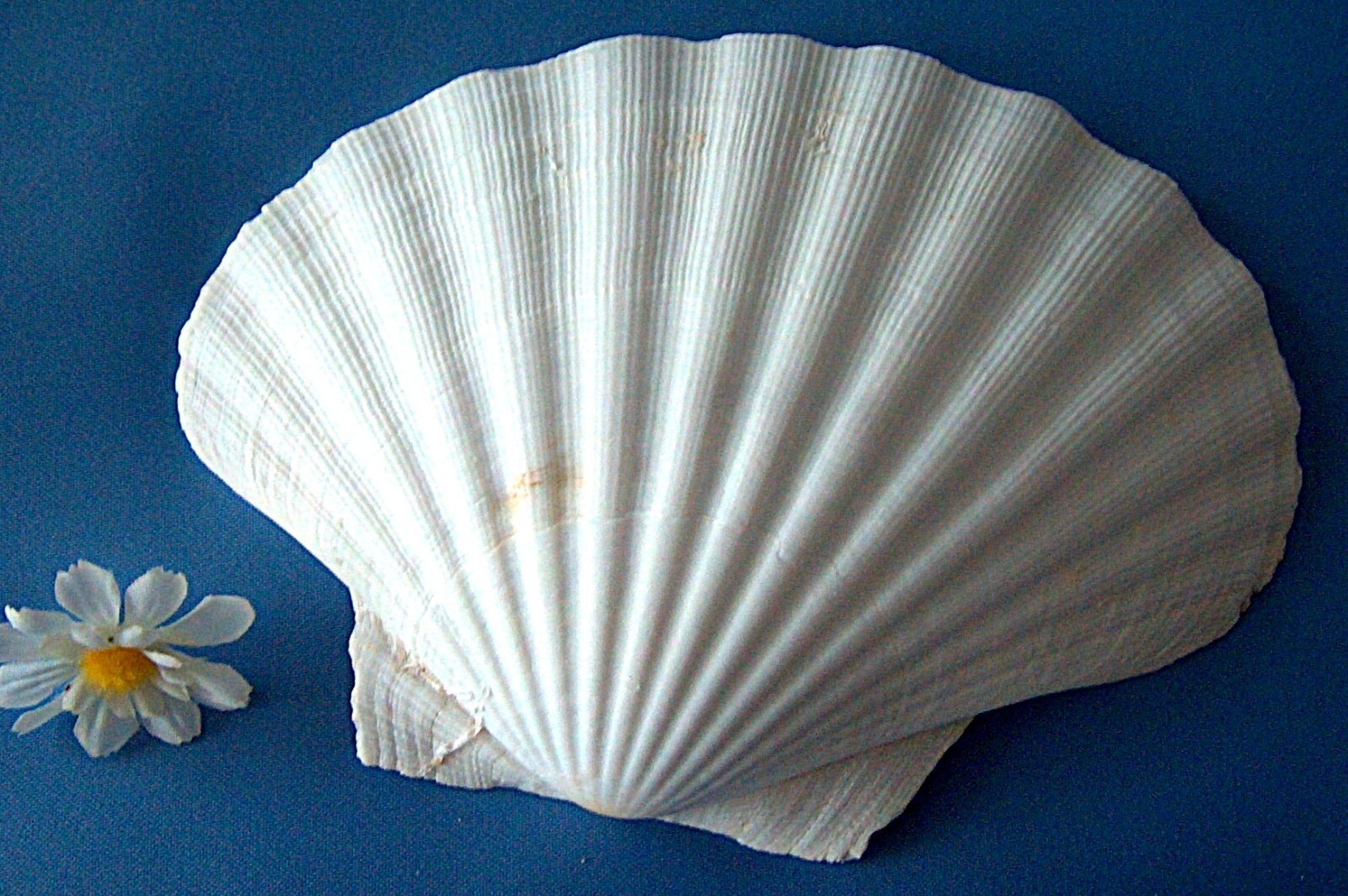 Pecte jacobaeus, Shell-Muschel 11-12 cm | eBay