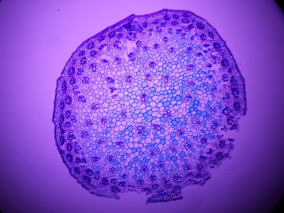 Microscope 32mm Set of Eight Solid Color Filters – Collectors Full ...