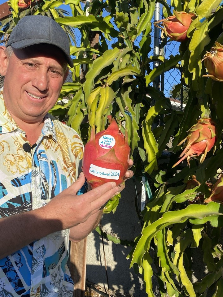Tasty Dragon Fruit Plant and grow 3lbs magenta fruit - La Verne Red | eBay
