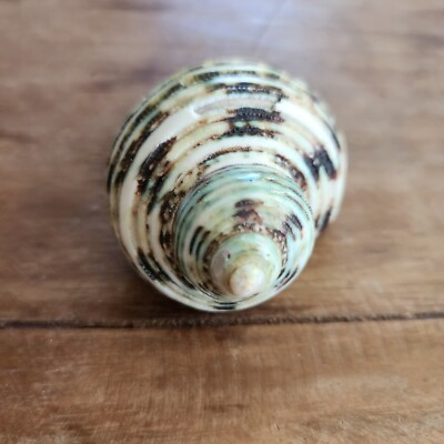 Light Green Turbo Shells - Hermit Shells - Bulk Shells - Wholesale ...