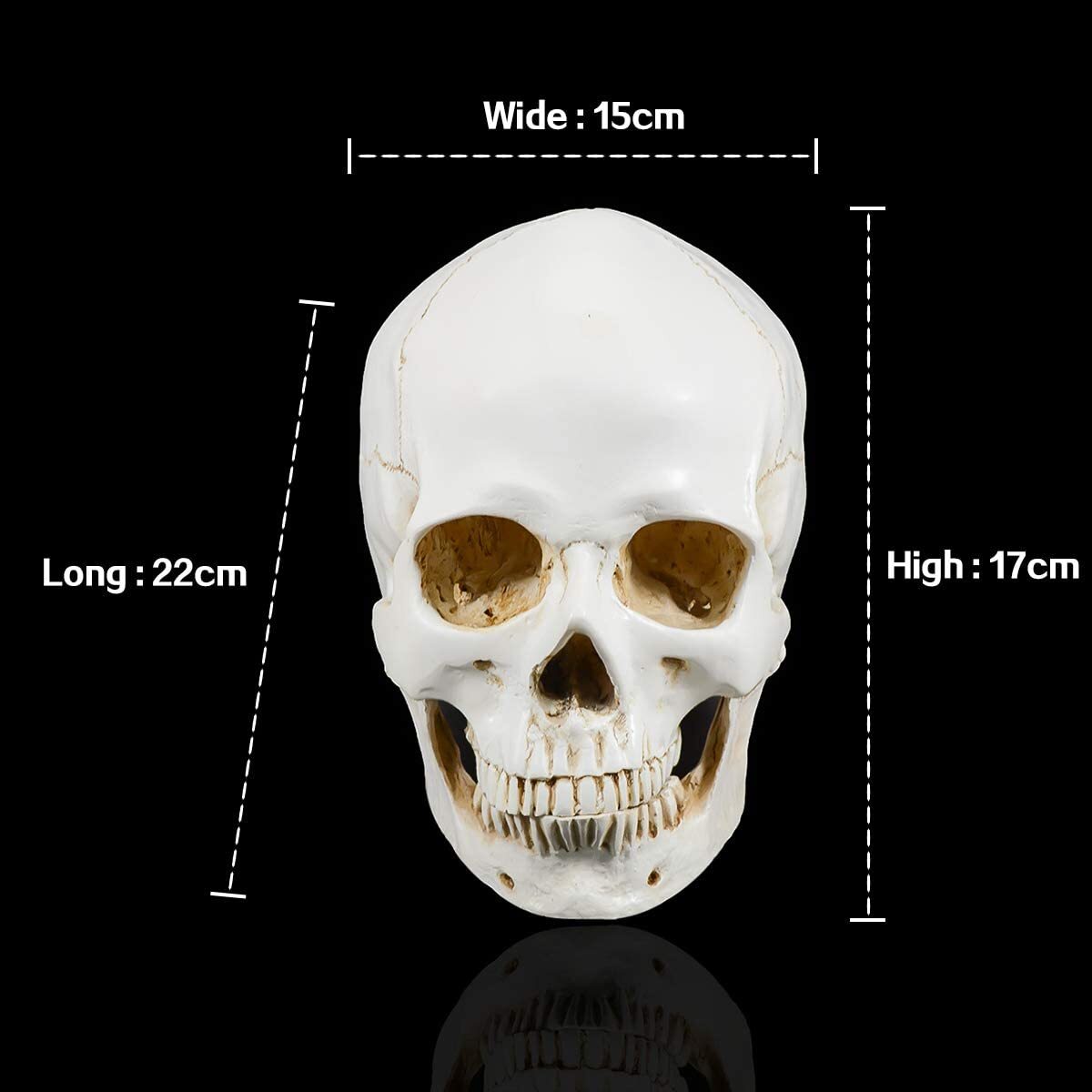 Human Skull Merements - Infoupdate.org