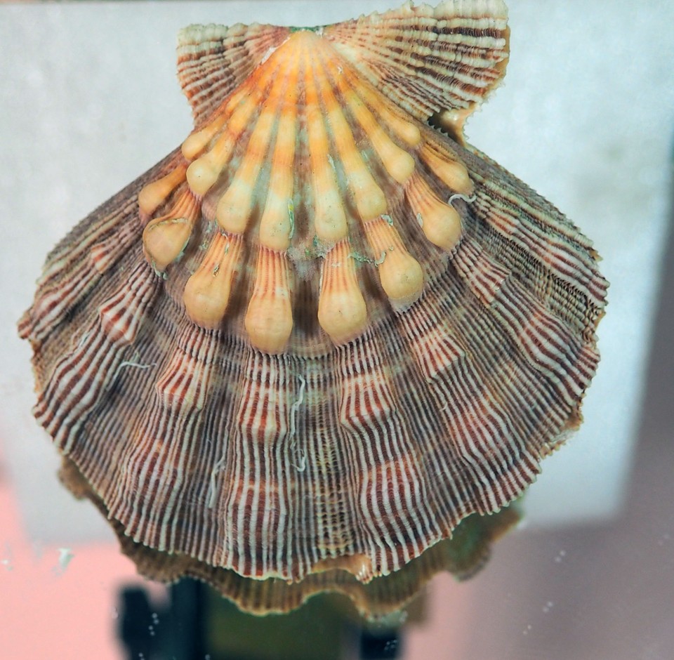 PECTEN SUBNODOSUS LARGE HIGH PUSTULE | eBay