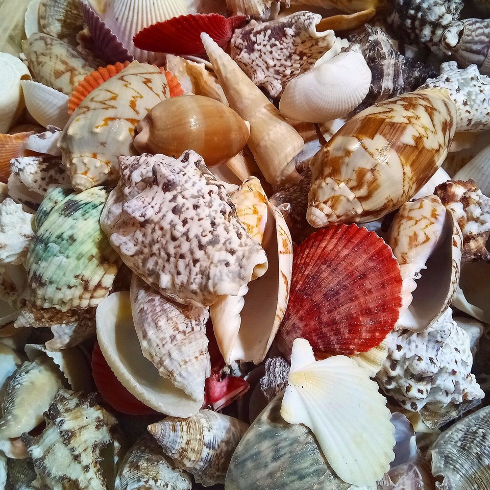 Shells Seashells, Beach Shells, Individual Sea Shells - Choice of Over ...