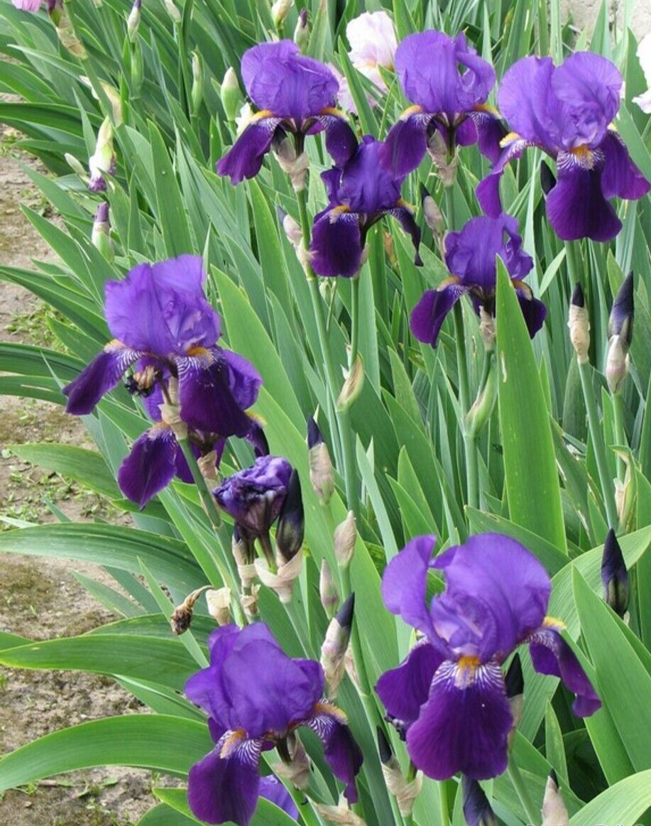 LOT OF 10 Old Fashioned Purple Bearded Iris Rhizomes Flowers Irises | eBay