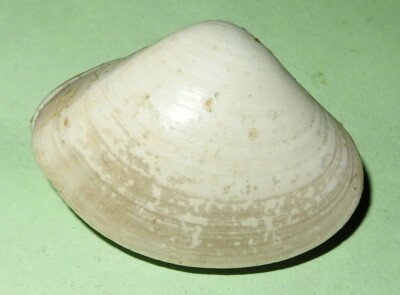 USA Sea shell - Tivela stultorum - 40.1mm - F++ - #083 | eBay Australia