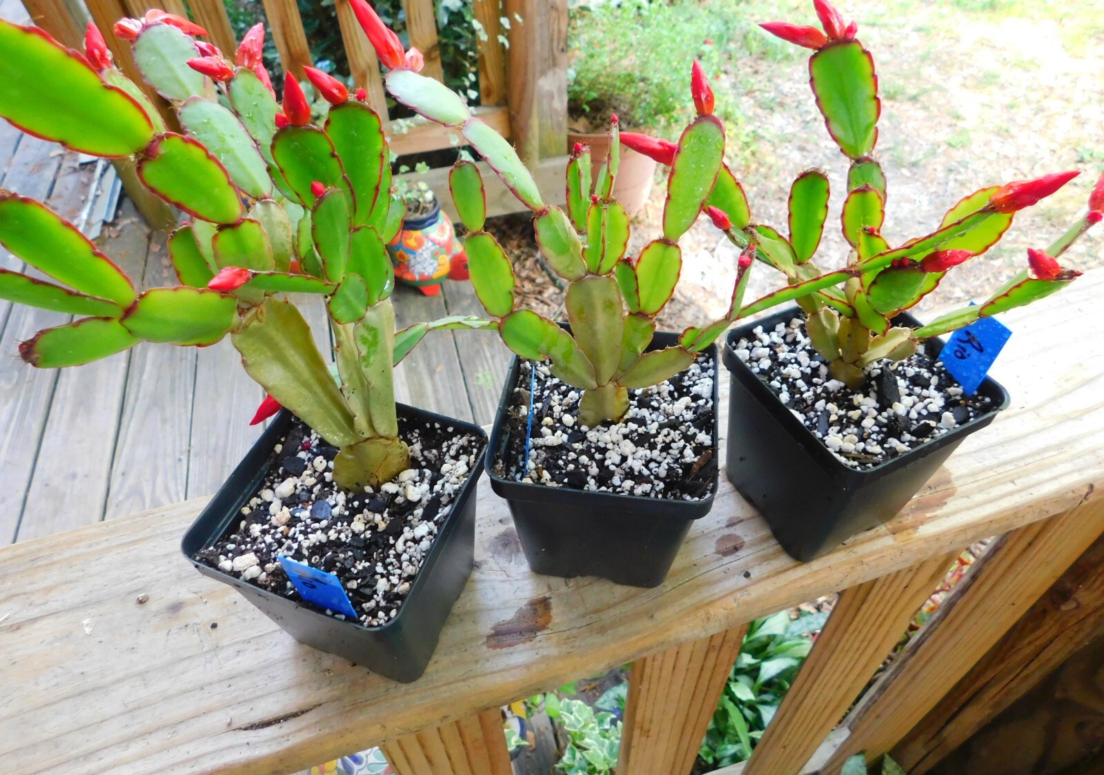 Red Easter Cactus Hatiora gaertneri Spring Cactus 4" Starter Pot | eBay