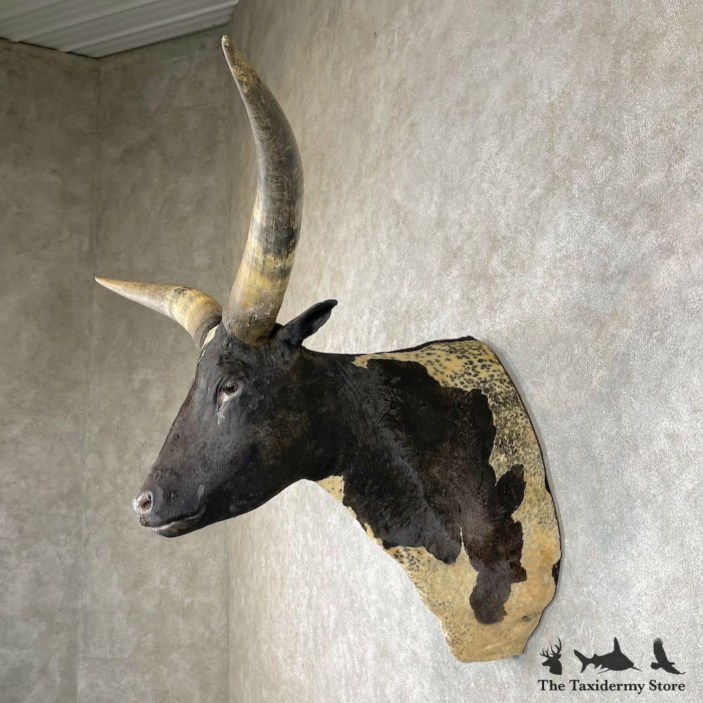#25854 N+ | Ankole Watusi Longhorn Taxidermy Shoulder Head Mount ...