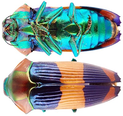 Insect - BUPRESTIDAE Calodema suhandae - W.Irian - Female 42mm ...