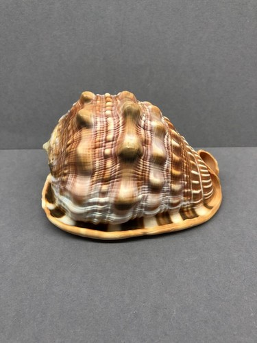 Cypraecassis rufa 11.7 cm, Cassidae, Cassis rufa, collectible shells ...