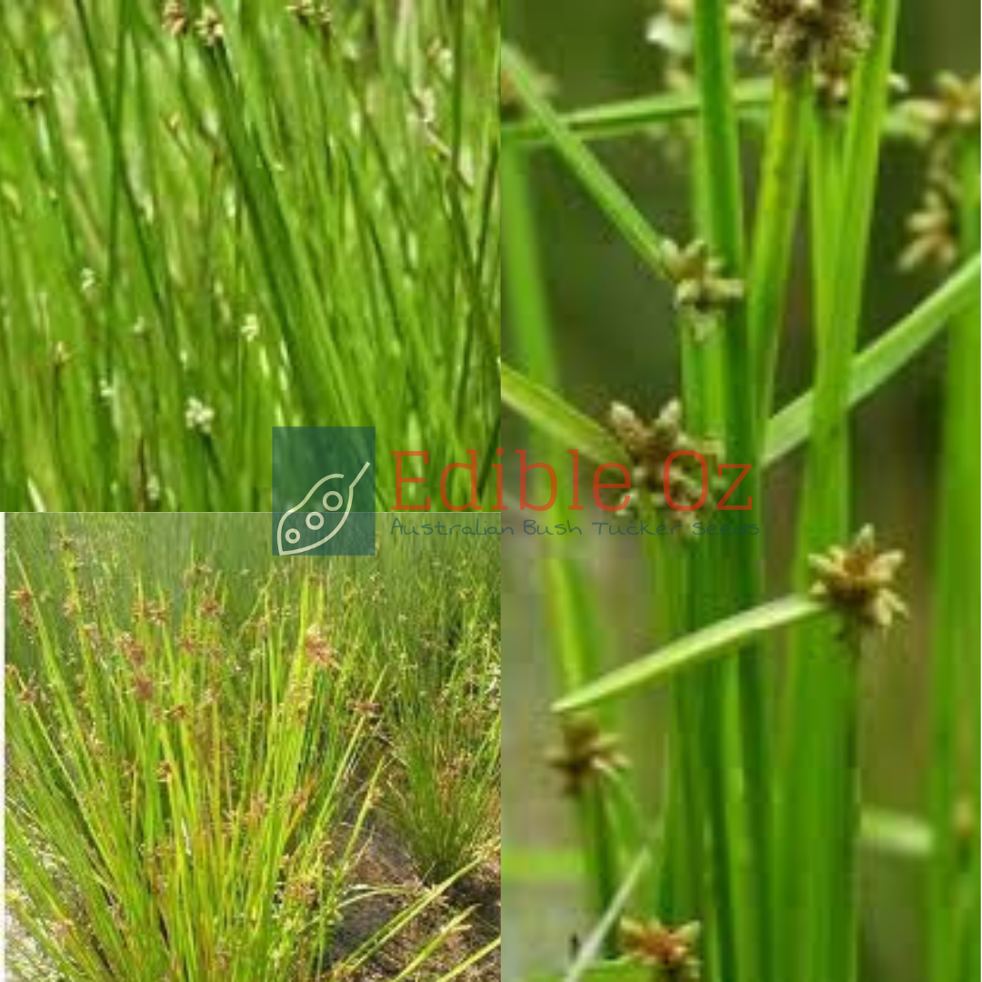 ROUGH SEED / BOG BULRUSH (Schoenoplectus mucronatus) 'Bush Tucker Plant ...