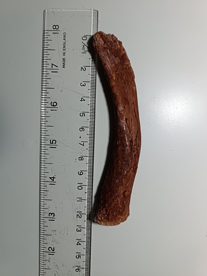 Cretaceous Kem Kem Mawsonia Coelacanth Prehistoric Fish Quadrate Bone ...