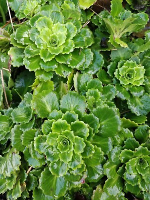 Evergreen london pride plants X5 | eBay