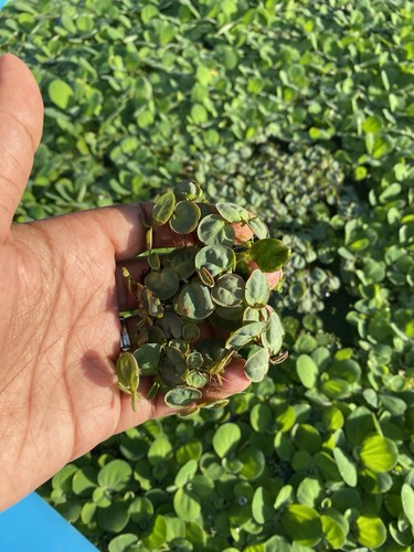 Red Root Floaters - Live & Healthy Floating Aquarium Plants ☘️🌱 | eBay