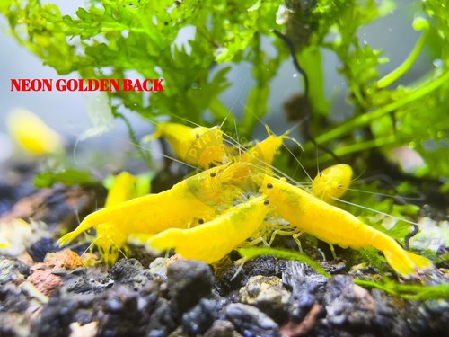10+1 Neon Yellow Shrimp - Yellow Golden Back - Neocaridina Live Shrimp ...