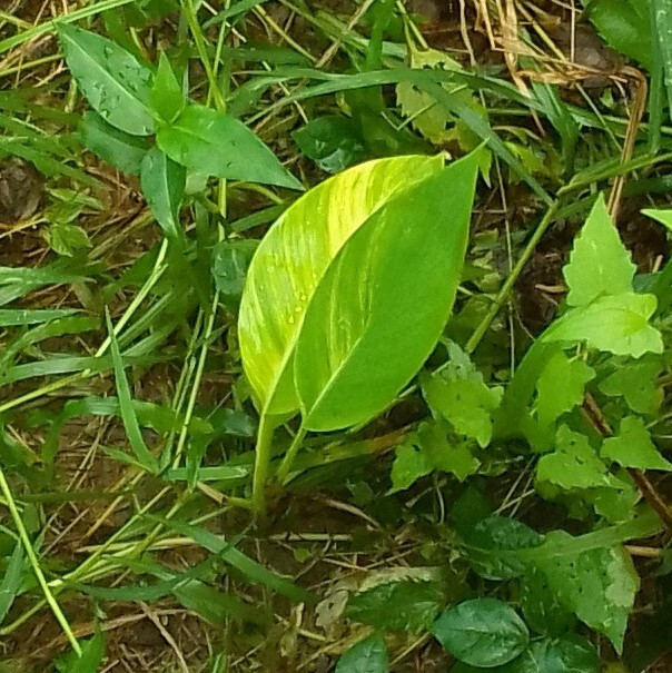 Yellow Variegated Musa Acuminata 'Golden Tiger' Banana Seeds - Pack of ...