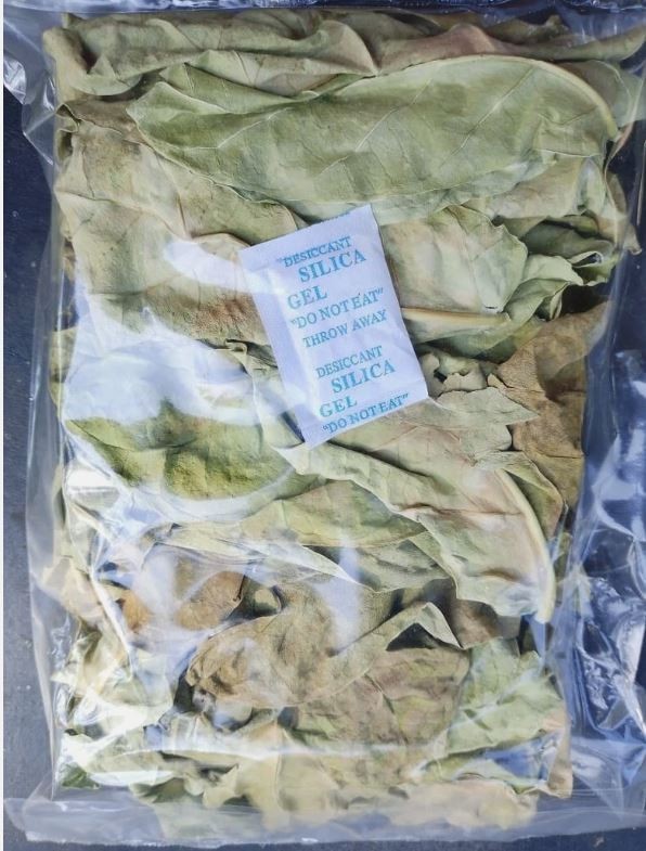 Calotropis Procera Leaf Powder Sodom Apple Ceylon Herb Dried Organic ...