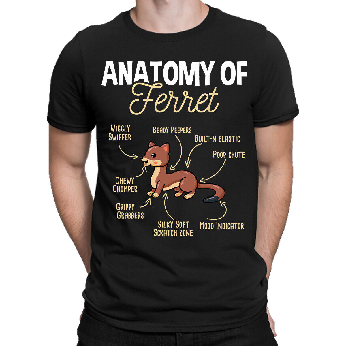 Anatomy Of A Ferret Anatomy And Physiology Of The Ferret Holistic