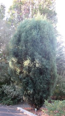Callitris oblonga - South Esk Pine - 10 seeds | eBay Australia