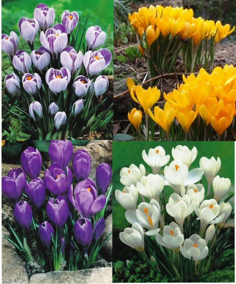 IN STOCK. 1-1000 MIXED(VERNUS) CROCUS BULBS LARGE BLOOMS SPRING GARDEN ...