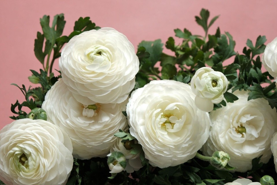 10 RANUNCULUS WHITE TOMER BULBS/CORMS GARDEN PERENNIAL SUMMER FLOWERING ...