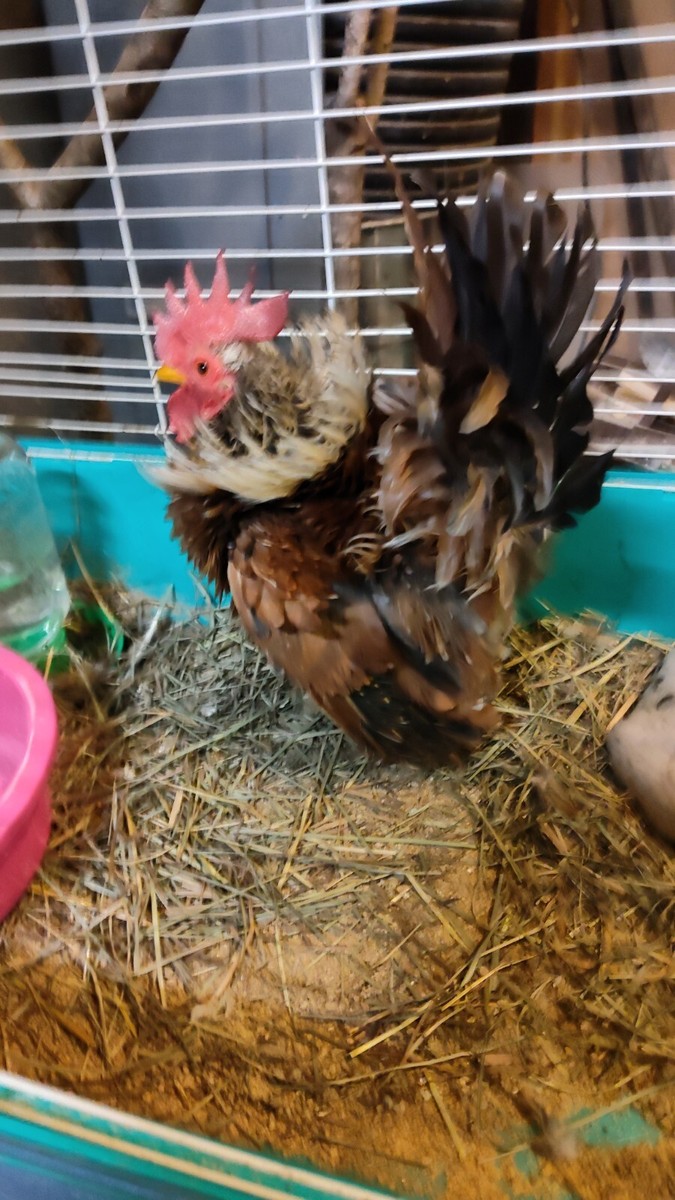 Serama Chicken Eggs Serama Chicken Hatching Eggs 12+