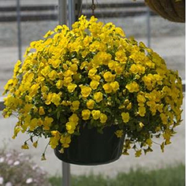 Viola Seeds 25 Viola Rebelina Golden Yellow Trailing Viola | eBay