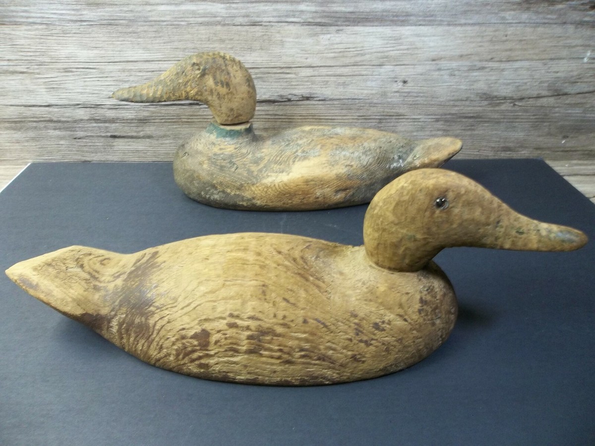 Canvasback Hen Eyes
