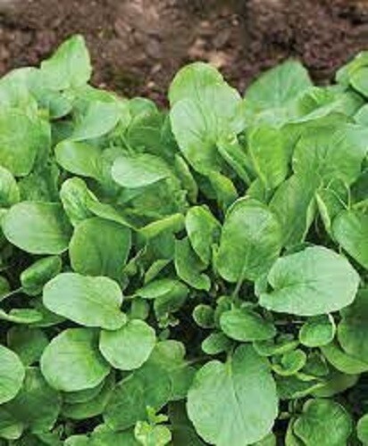 Land Cress Seeds HERB VEGETABLE SEEDS LANDCRESS SEEDS UPLAND CRESS ...