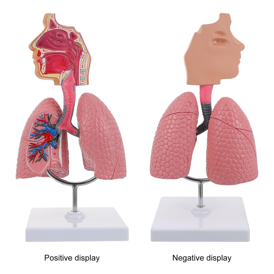 Human Respiratory Systems Model, Human Nasal Cavity Throat Lung Anatomy ...