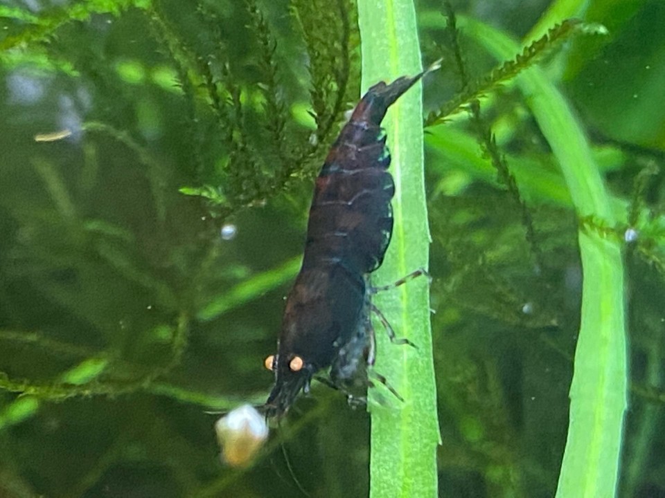 10+1 Orange Eye Blue Tiger ( OEBT) Shrimp w/Rust in Neocaridina ...